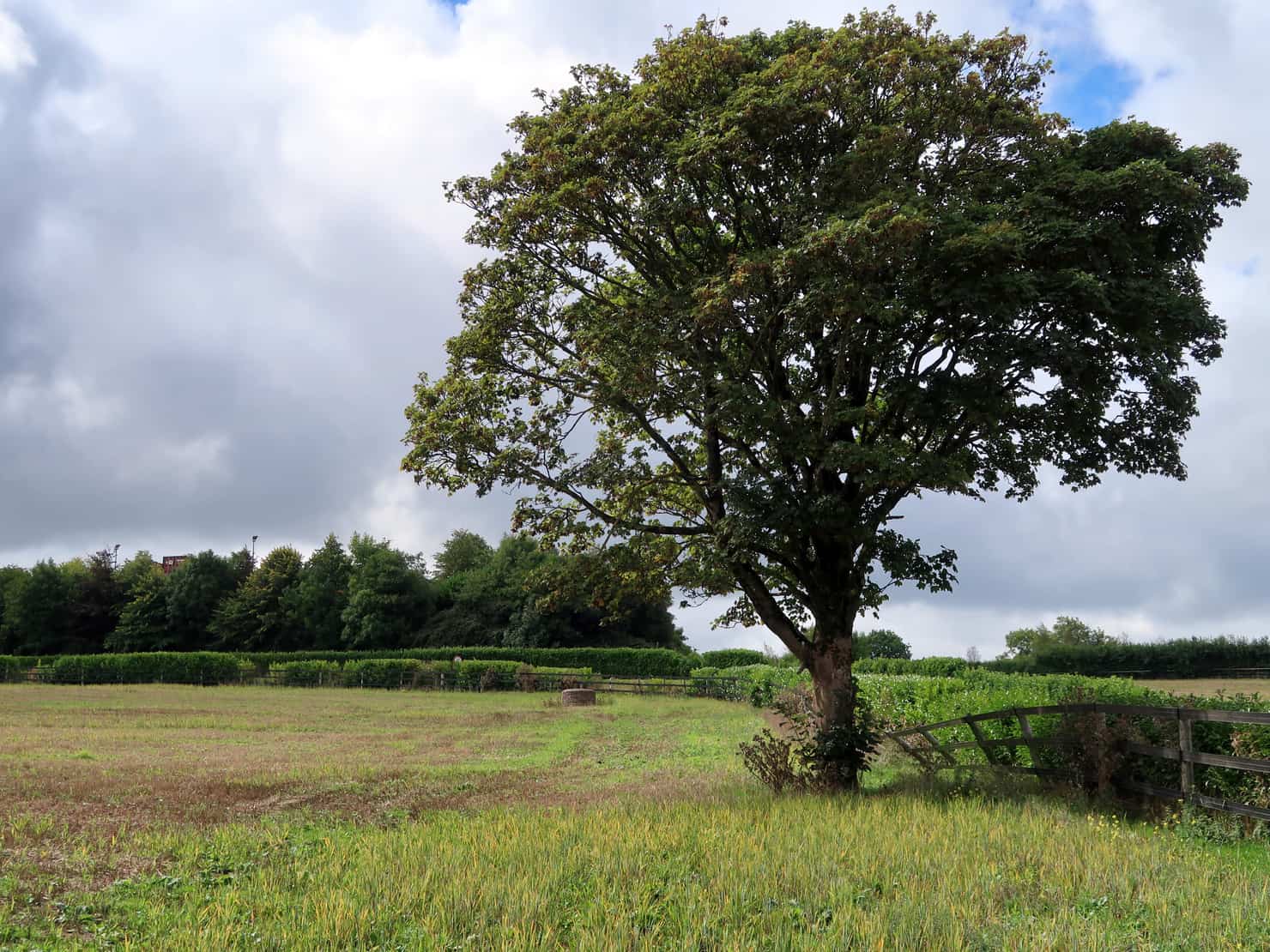 On Wells 5: Their Sacred Trees